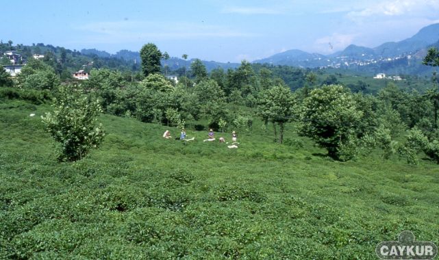 Çay Hasadı, Yevmiye, Kilo ve Ton Fiyatları! - EKONOMİ - Ajans Pazar